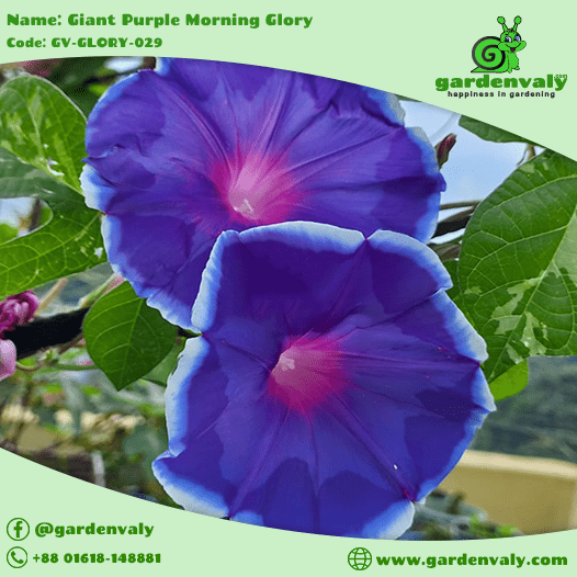 Beautiful Giant Purple Morning glory-03 Seeds - GardenValy.com